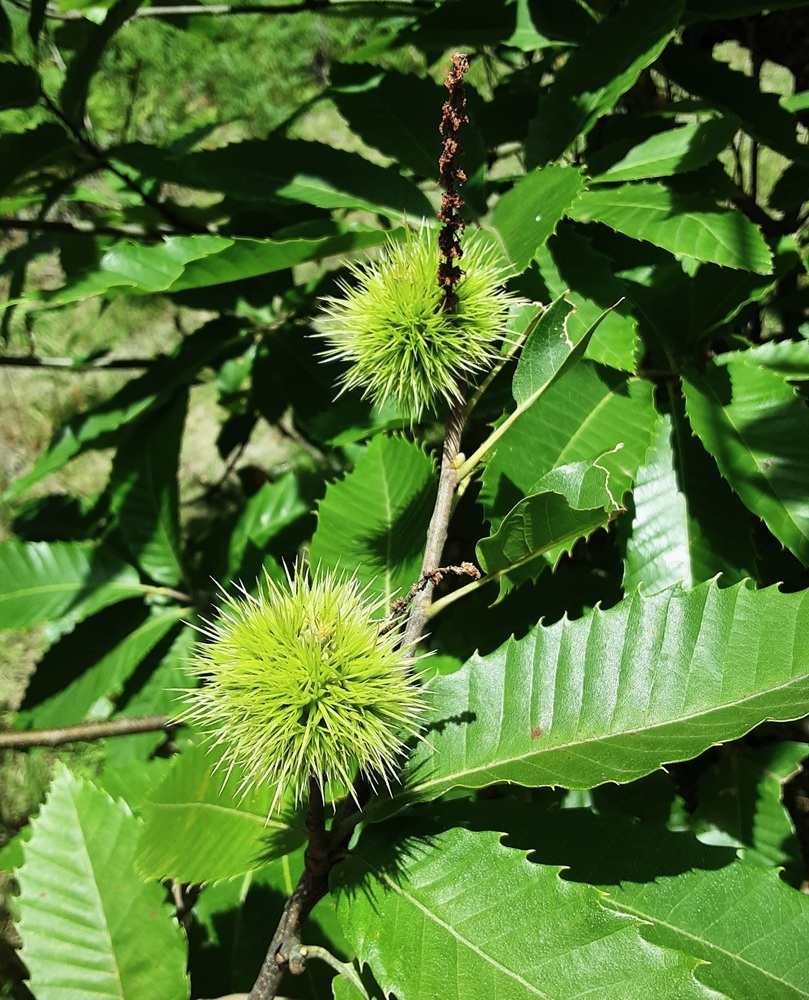 Japanese Chestnut from Lithgow, AU-NS, AU on February 2, 2026 at 12:23 ...