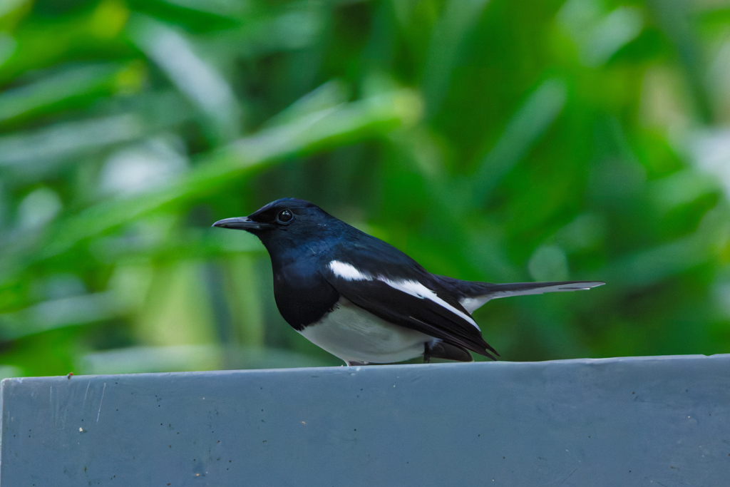 Oriental Magpie-Robin from 厦门市湖里区Huli District, FJ, CN on January 27 ...