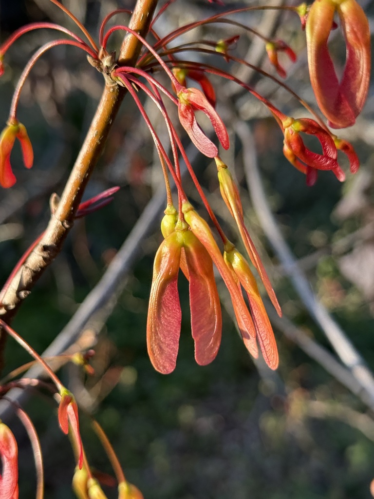 red maple from Sawgrass Lake Park, Saint Petersburg, FL, US on February ...