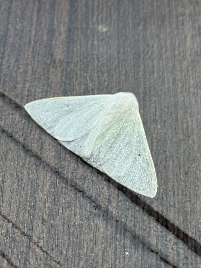 Arctornis from West Kameng, Arunachal Pradesh, India on October 27 ...