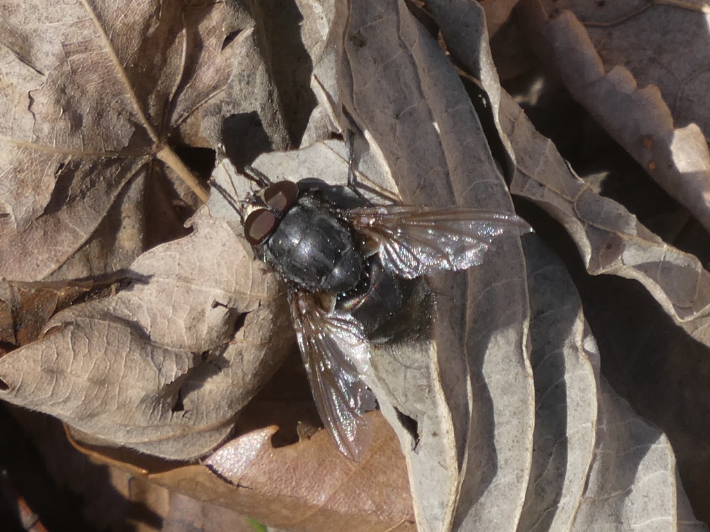 Bot Flies, Blow Flies, and Allies in February 2026 by fz-hf · iNaturalist