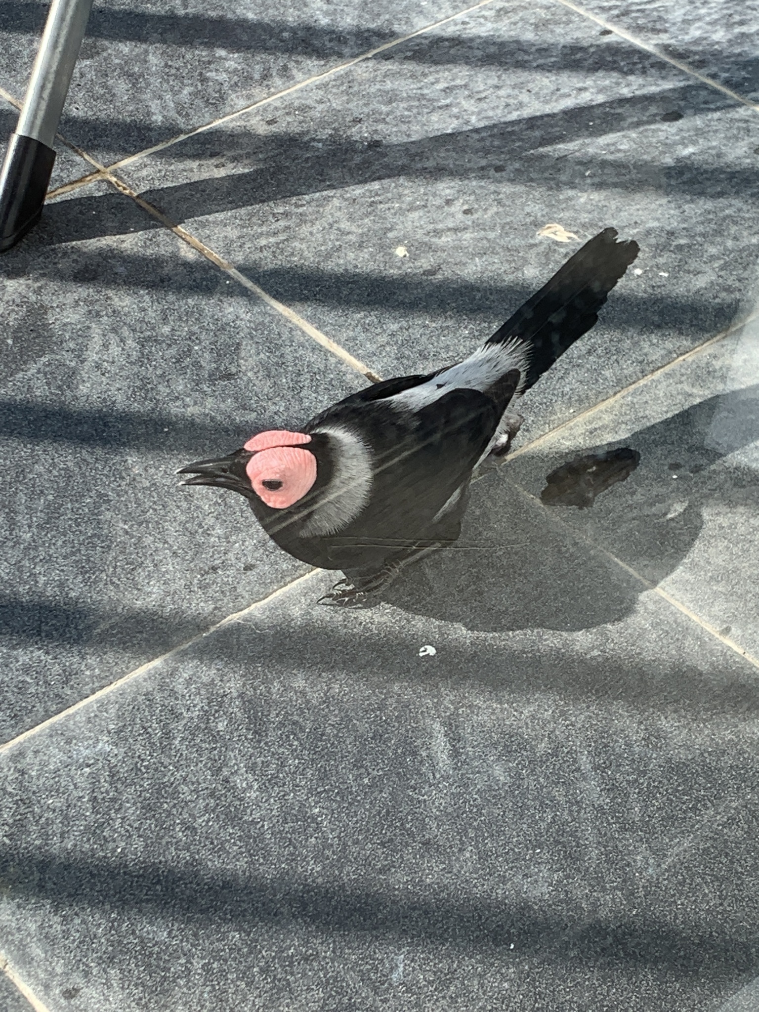 Sarcops calvus (Linnaeus, 1766)
