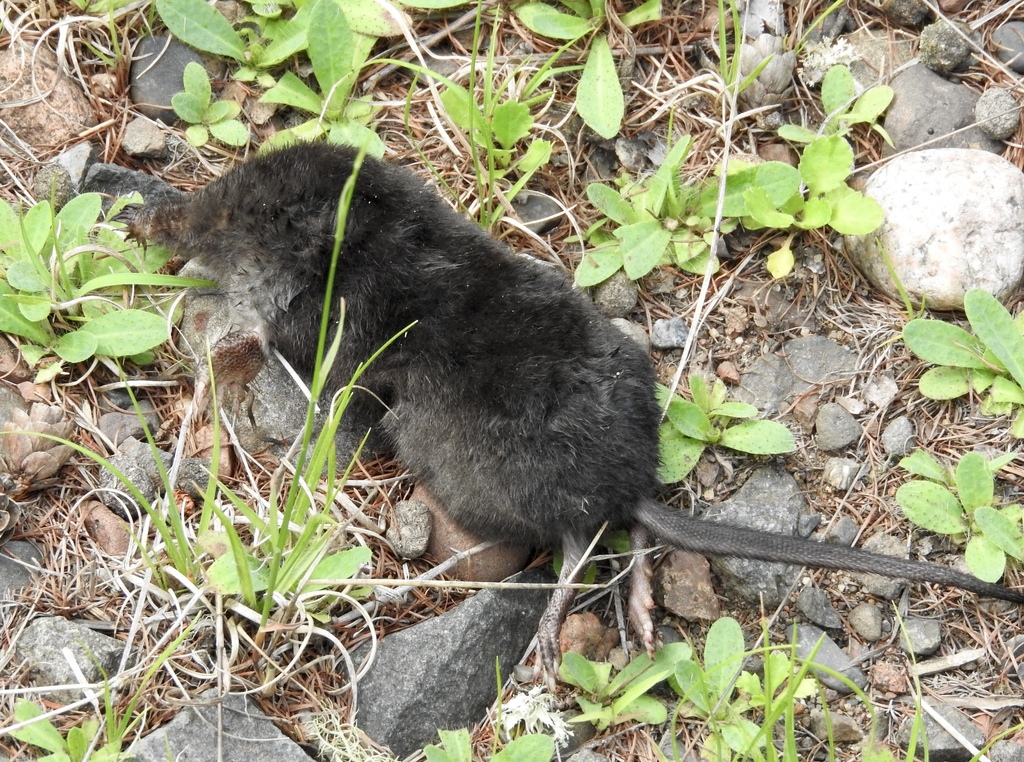 Star-nosed Mole from St Louis County, MN, USA on January 1, 2015 at 12: ...