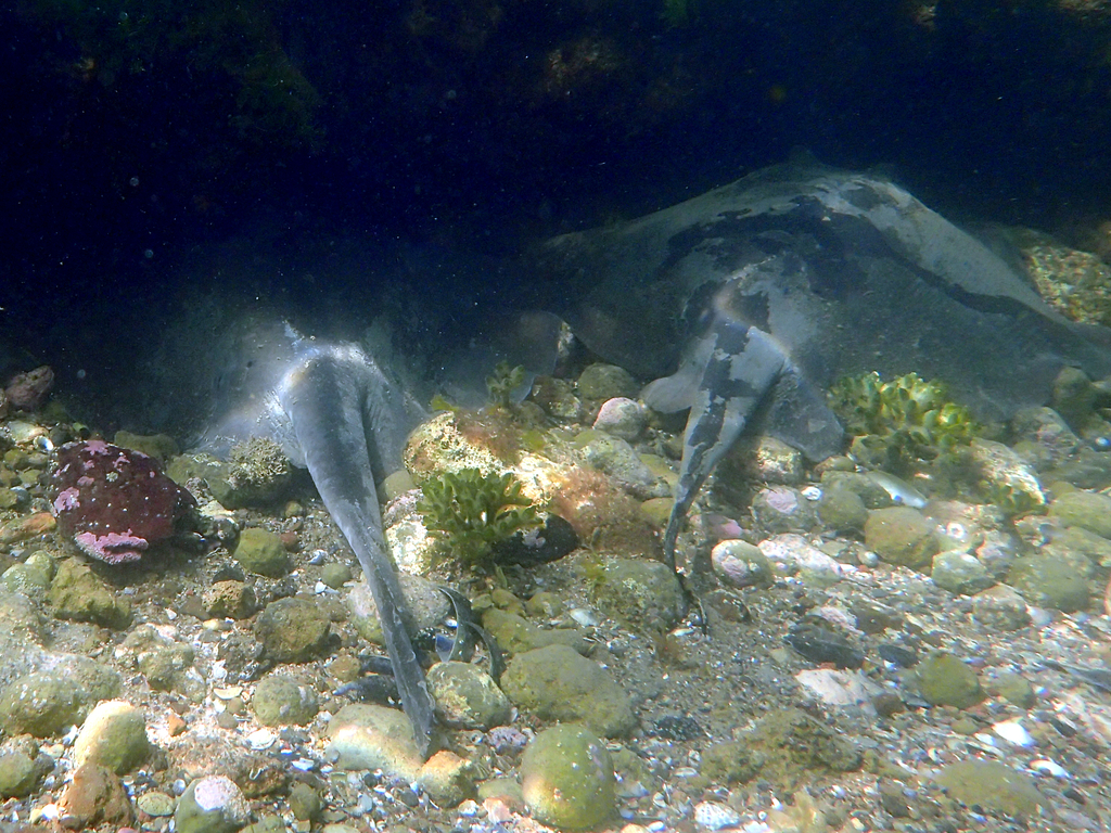Eastern Shovelnose Stingaree from Fossil Beach Nth, Beaumaris, VIC ...
