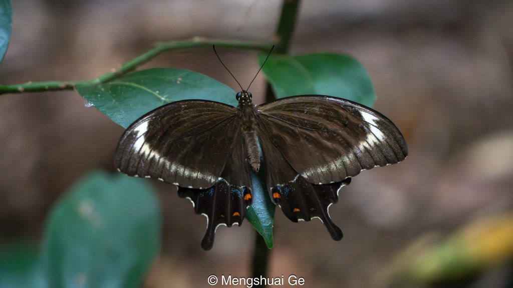 Capaneus Swallowtail from 澳大利亚昆士兰州布里斯班 on February 3, 2026 at 08:38 AM ...