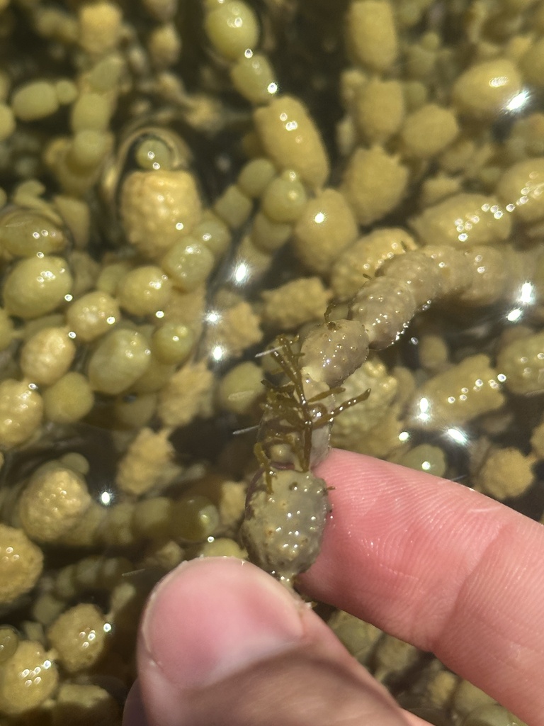 Notheia anomala from Auckland, New Zealand on January 04, 2026 at 12:07 ...