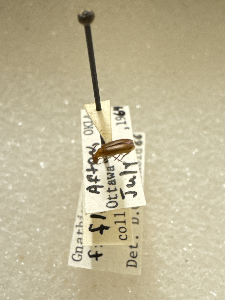 Gnathium francilloni from SE First St, Afton, OK, US on July 27, 1964 ...