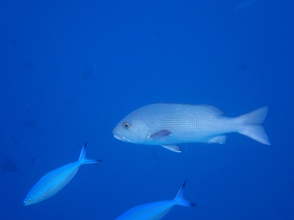 Two-spot Red Snapper from モルディブ カジ on May 3, 2024 by yoshi2026 ...