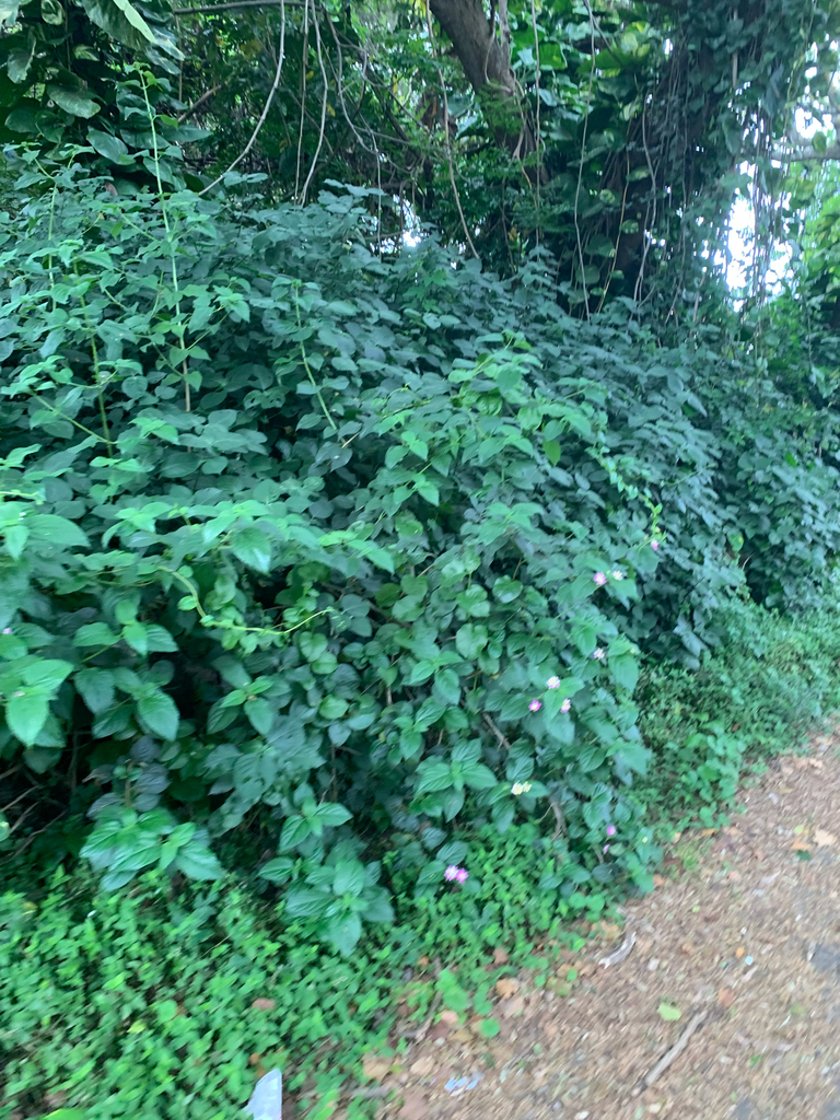 Buckweed from Marine Drive, Bluff, KwaZulu-Natal, ZA on October 26 ...