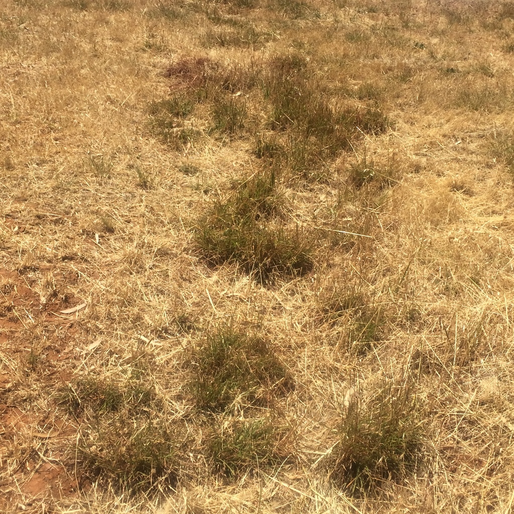 Redleg Grass (City of Playford) · iNaturalist