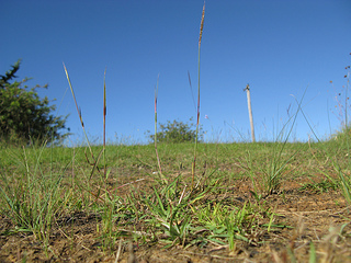 Redleg Grass (City of Playford) · iNaturalist
