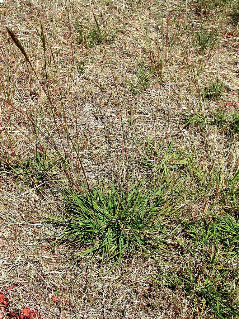 Redleg Grass (City of Playford) · iNaturalist