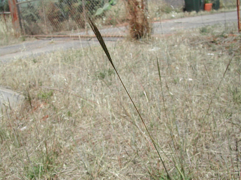 Redleg Grass (City of Playford) · iNaturalist