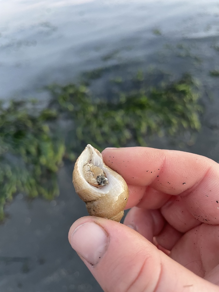 Frilled Dogwinkle from North Pacific Ocean, CA, US on February 01, 2026 ...