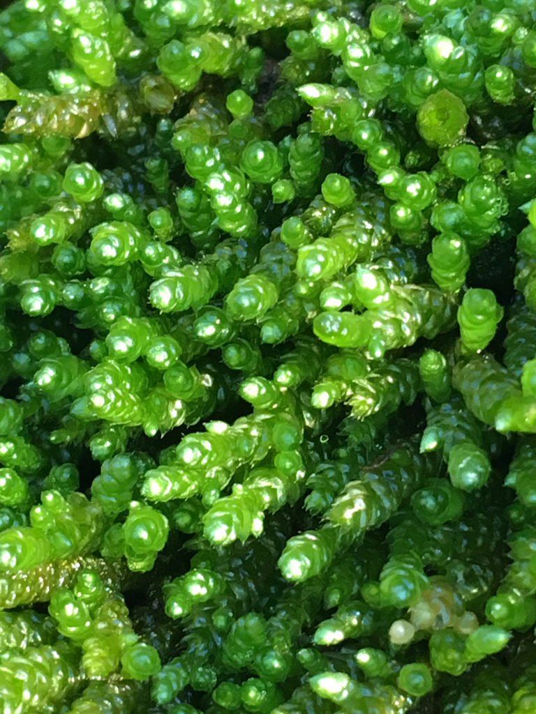 spoon-leaved moss (Bryoandersonia illecebra) - Botanical Realm