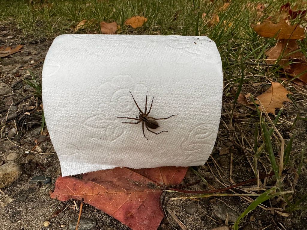 Grass Spiders from Residence Dr, Allendale, MI, US on October 10, 2023 ...