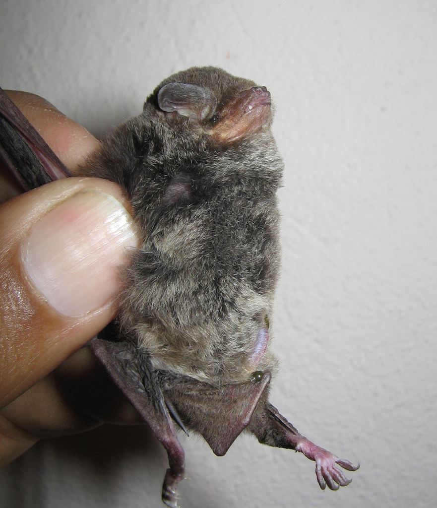 Mozambican Long-fingered Bat (Miniopterus mossambicus) - Know Your Mammals