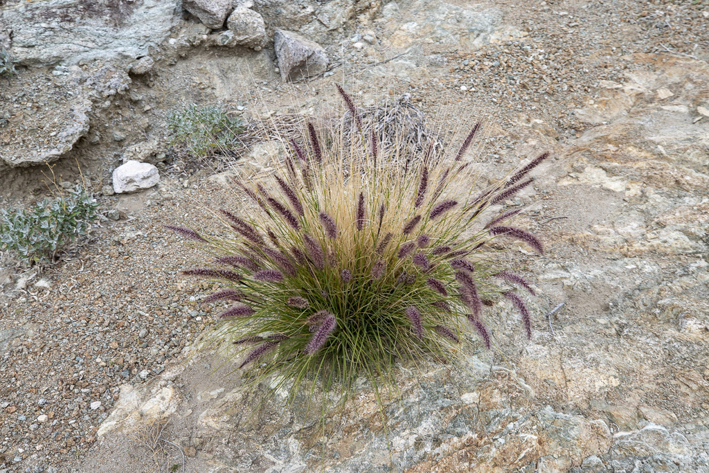 Fountain Grass from Riverside, California, United States on February 9 ...
