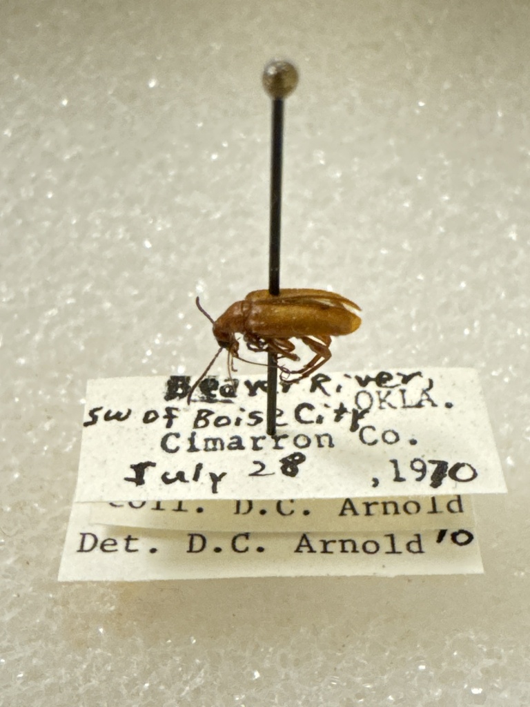 Brown-bordered Sunflower Blister Beetle from Felt, OK, US on July 28 ...