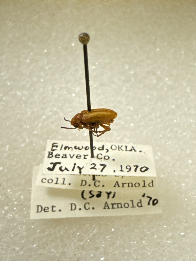Brown-bordered Sunflower Blister Beetle from US-270 W, Beaver, OK, US ...