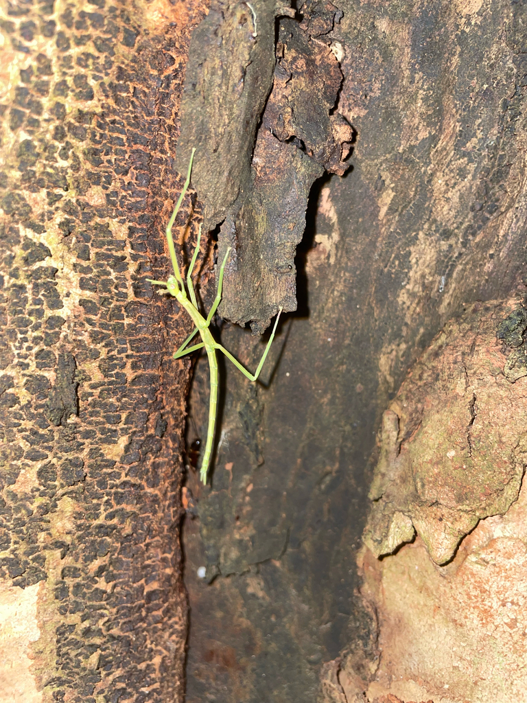 Spur Legged Phasmid from Federation Rd, Newtown, NSW, AU on February 4 ...