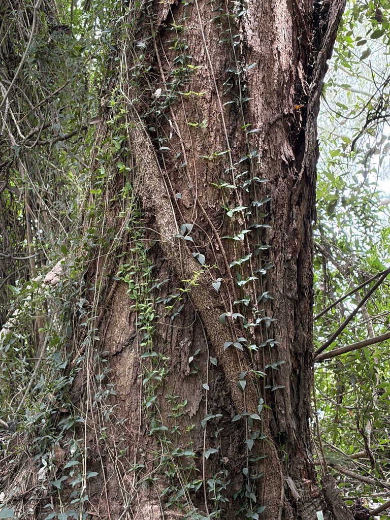 Catclaw vine in February 2026 by lachlan_harriman · iNaturalist