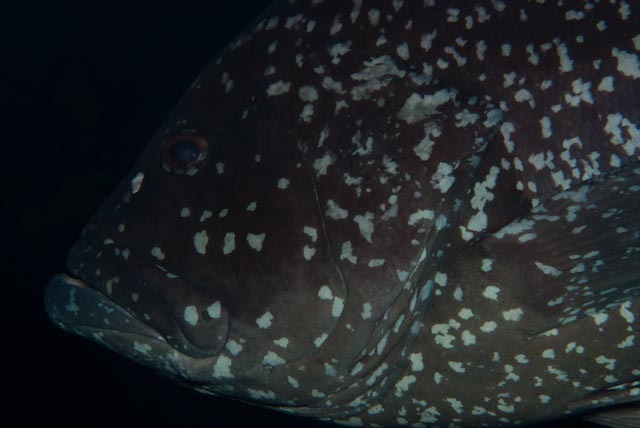 Rankin Cod from pinnacle, Matutuíne District, Mozambique on February 9 ...