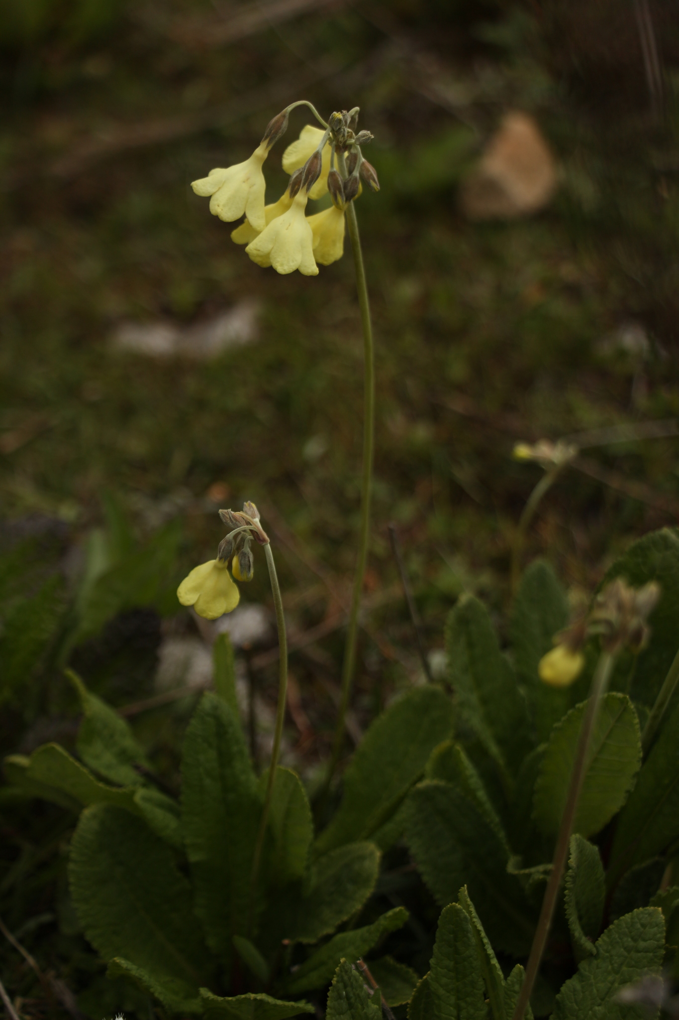 Primula sikkimensis Hook.