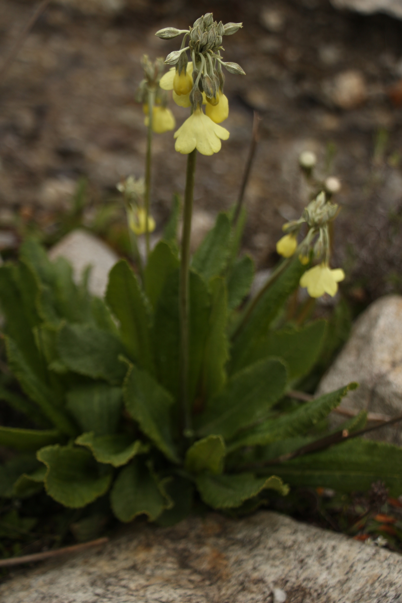 Primula sikkimensis Hook.