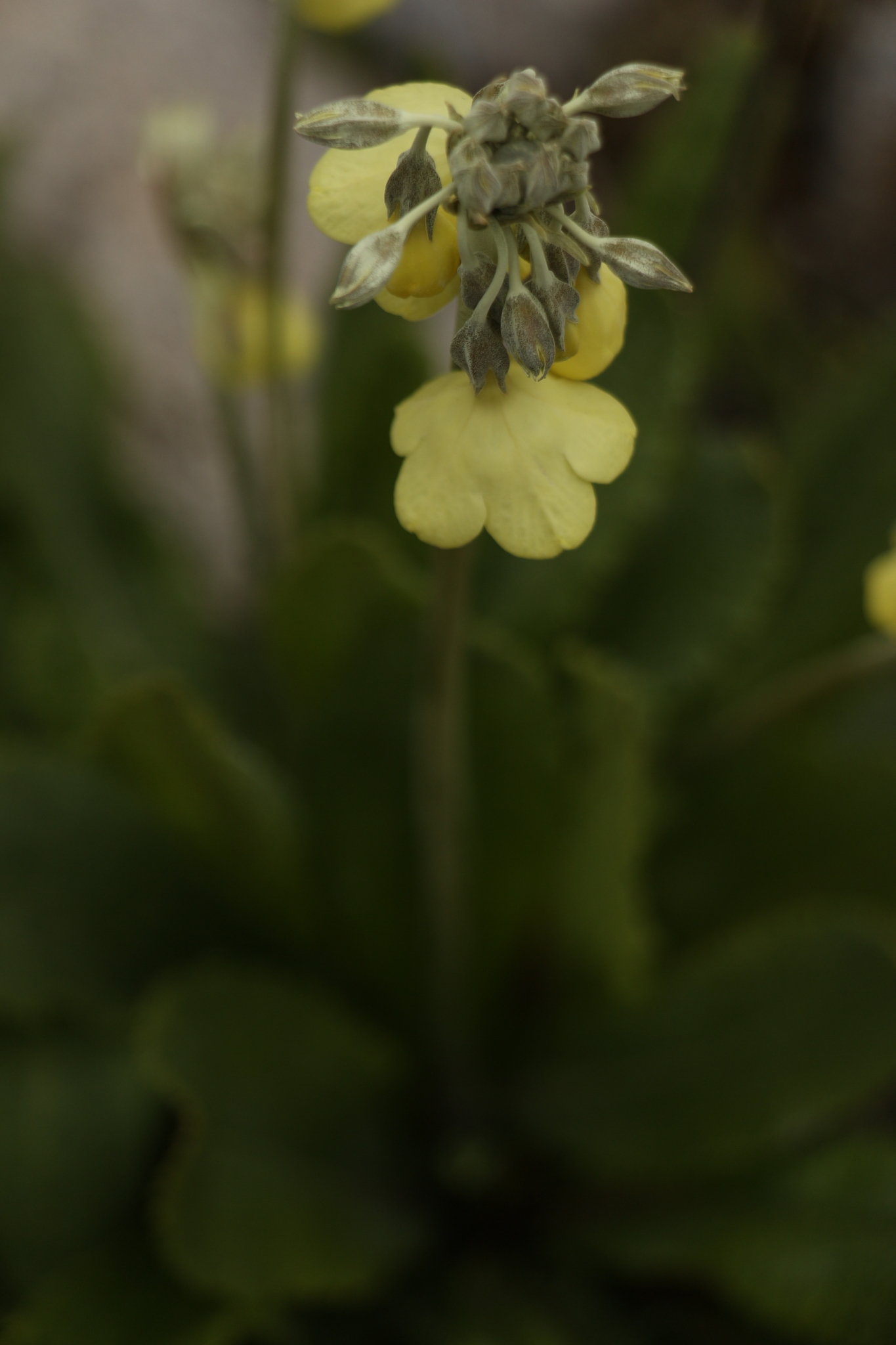 Primula sikkimensis Hook.