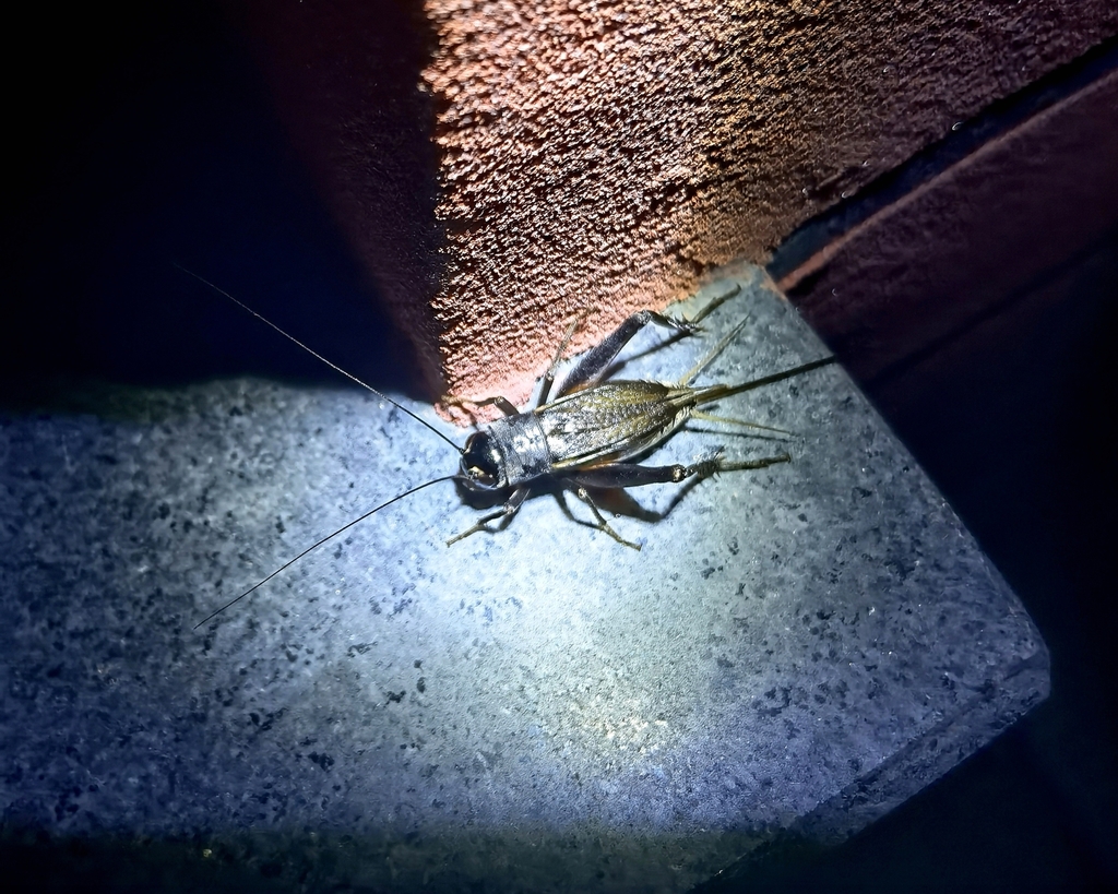 Teleogryllus infernalis from 辽宁省宽甸县青山沟镇 on August 11, 2025 at 10:25 PM ...
