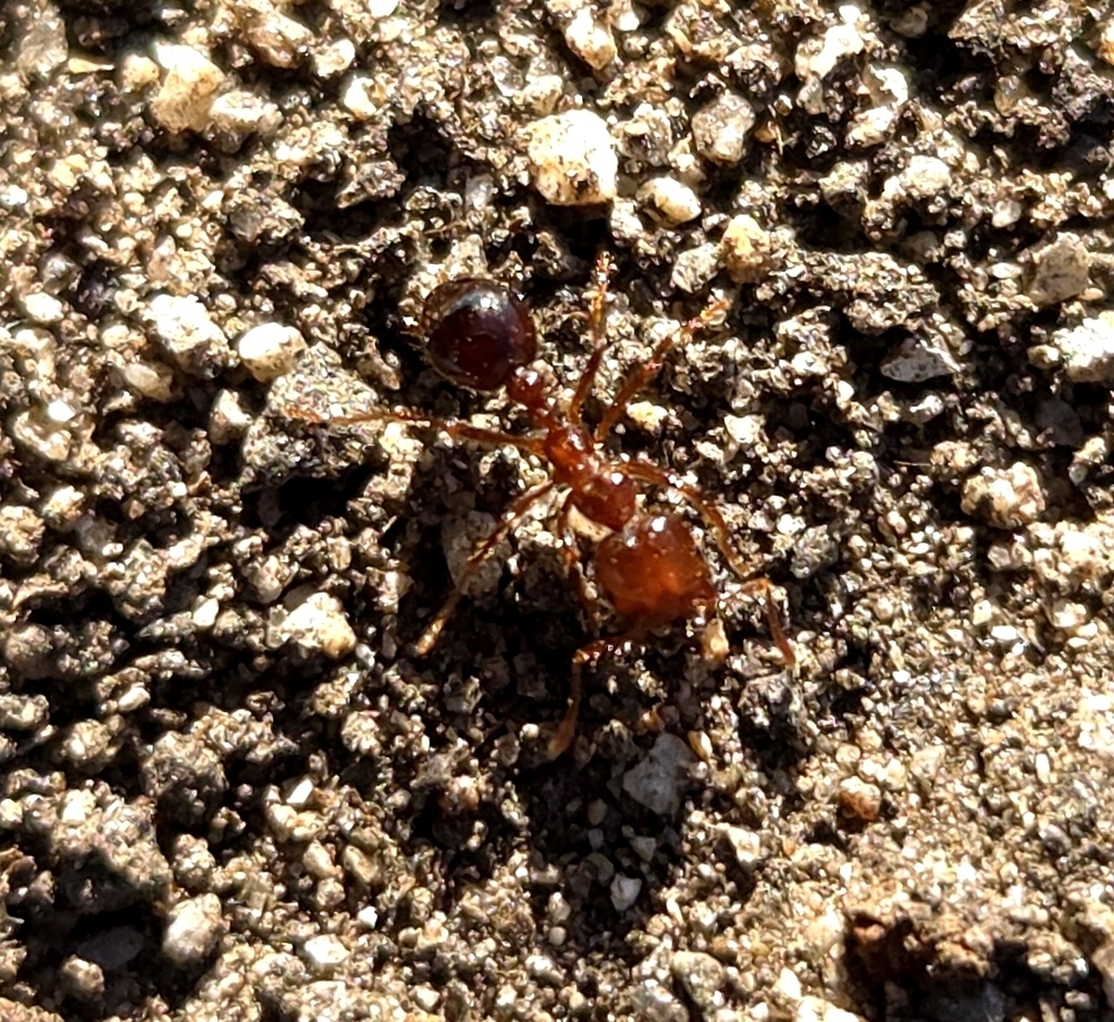 Southern Fire Ant from Arrow Hwy and Hollenbeck Ave E, Covina, CA 91722 ...