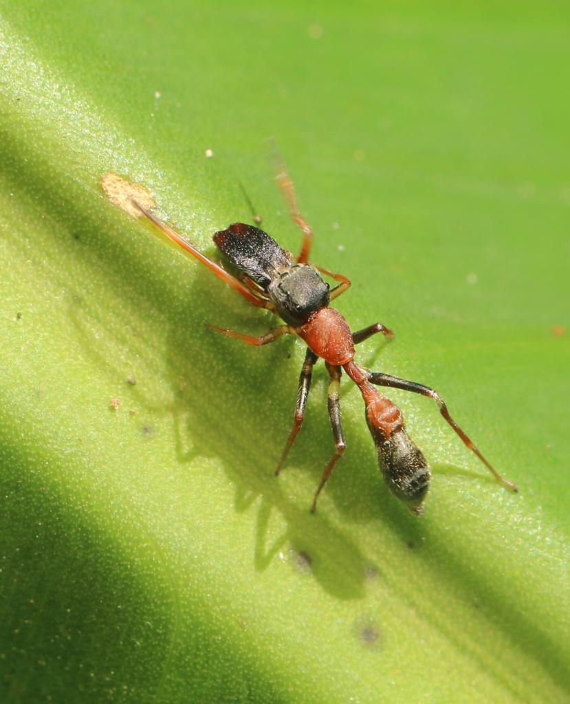 Bicolor Ant Mimick Jumping Spider (Lizards of Chhattisgarh, India ...