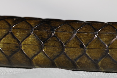 Amazon Puffing Snake (Spilotes sulphureus) - Snakes and Lizards