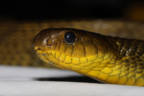 Amazon Puffing Snake (Spilotes sulphureus) - Snakes and Lizards