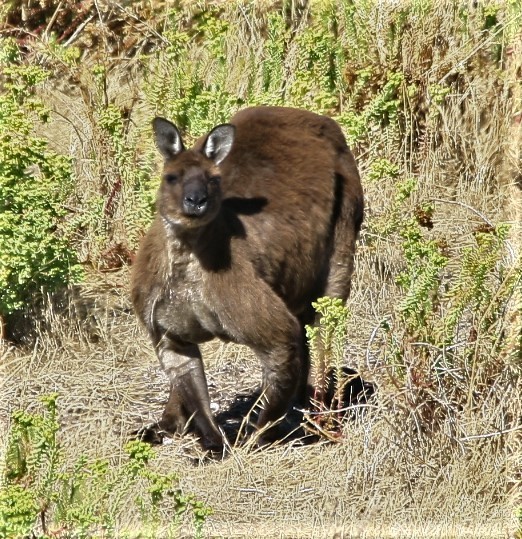 Kangaroo Island Kangaroo (Macropus fuliginosus fuliginosus) - Know Your ...