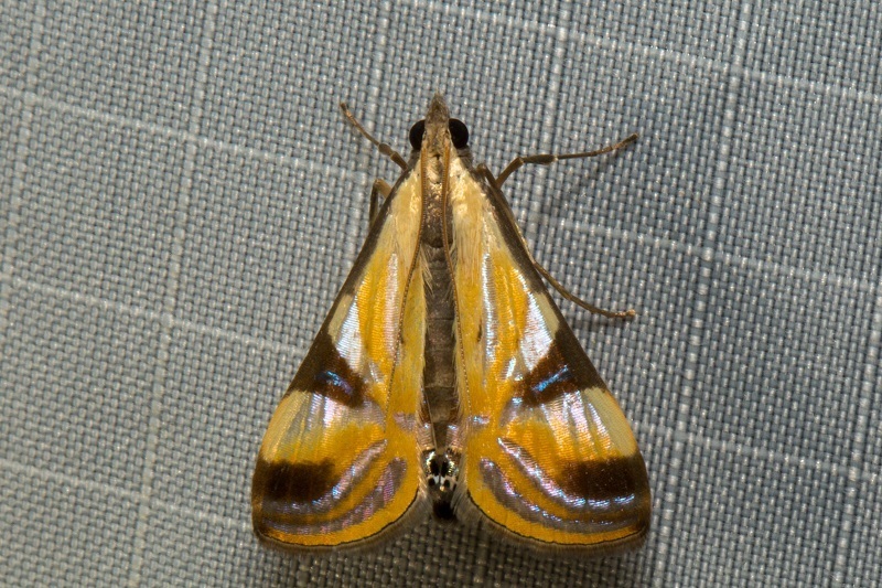 Fig Leaf Moth from Border Ranges NSW 2474, Australia on December 20 ...