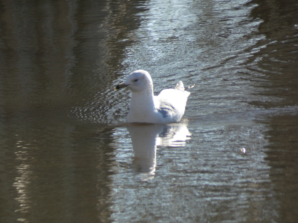 Ring-billed Gull from Cameron Parish, LA, USA on February 1, 2026 at 05 ...