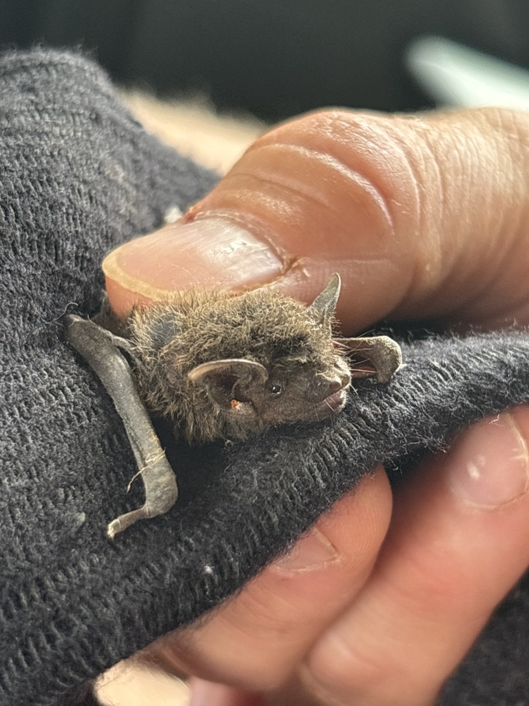 Vesper Bats from Marble Bar, WA, AU on February 4, 2026 at 12:23 PM by ...