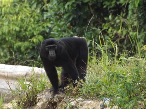 Gorontalo Macaque (Macaca nigrescens) · iNaturalist