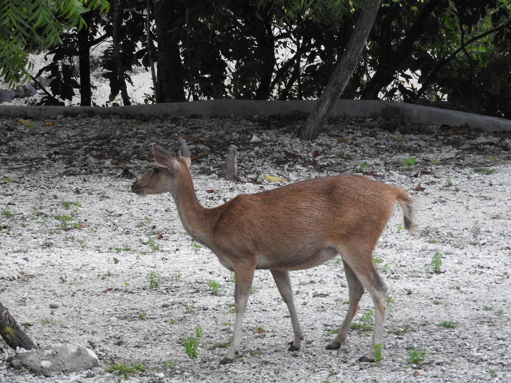 Javan Rusa in January 2017 by Carol McDougall. Indonesian name for deer ...