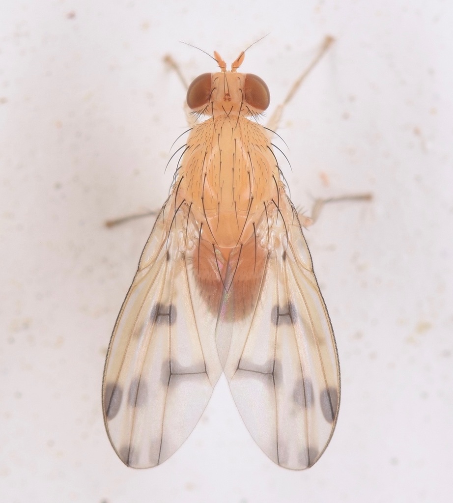 Homoneura fuscibasis in May 2017 by skitterbug · iNaturalist