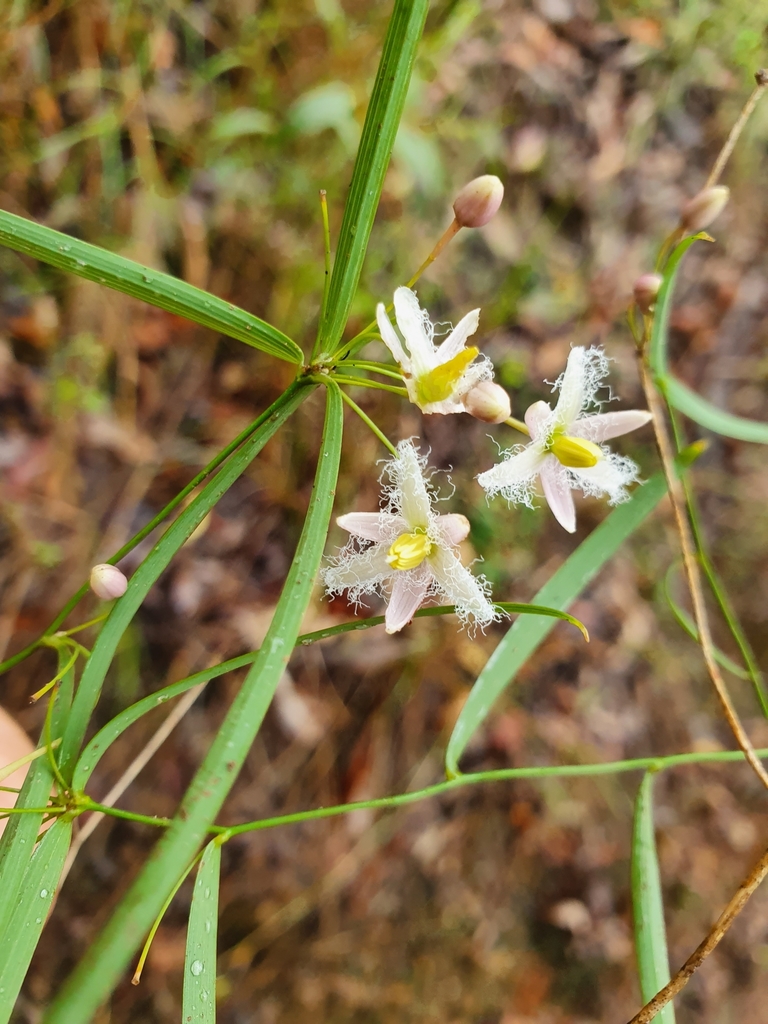 Wombat Berry (Logan RE 12.5.9a Flora) · iNaturalist