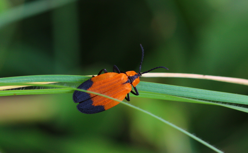 Cheeky Netwing Beetle from Bojanala, South Africa on February 11, 2020 ...