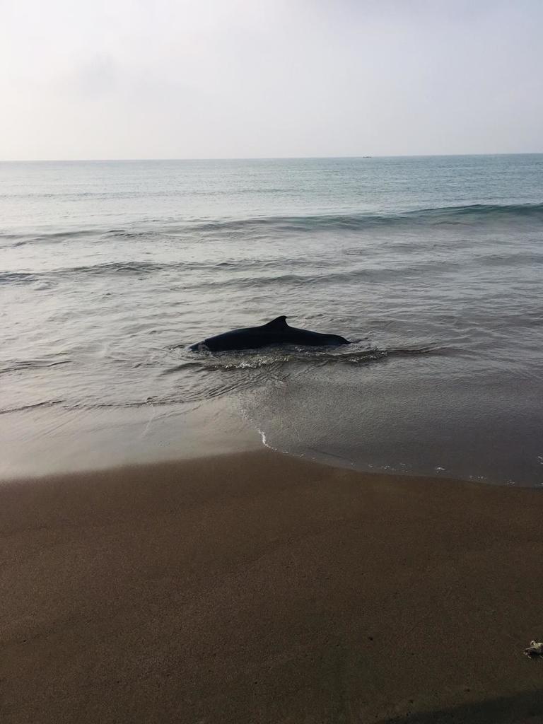 Dwarf Sperm Whales (Kogiidae) - Know Your Mammals