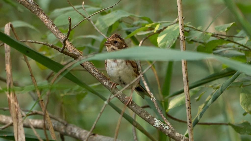 Rustic Bunting in August 2025 by tatianakirova · iNaturalist