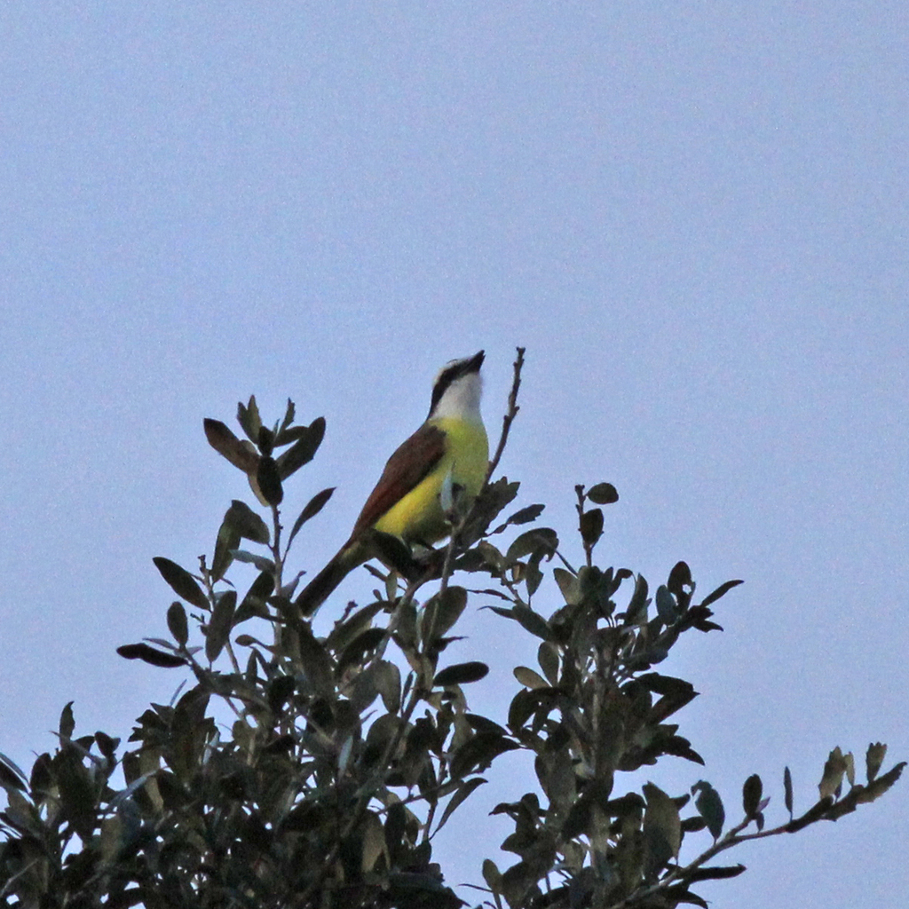 Great Kiskadee from Calcasieu Parish, LA, USA on January 27, 2019 at 08 ...
