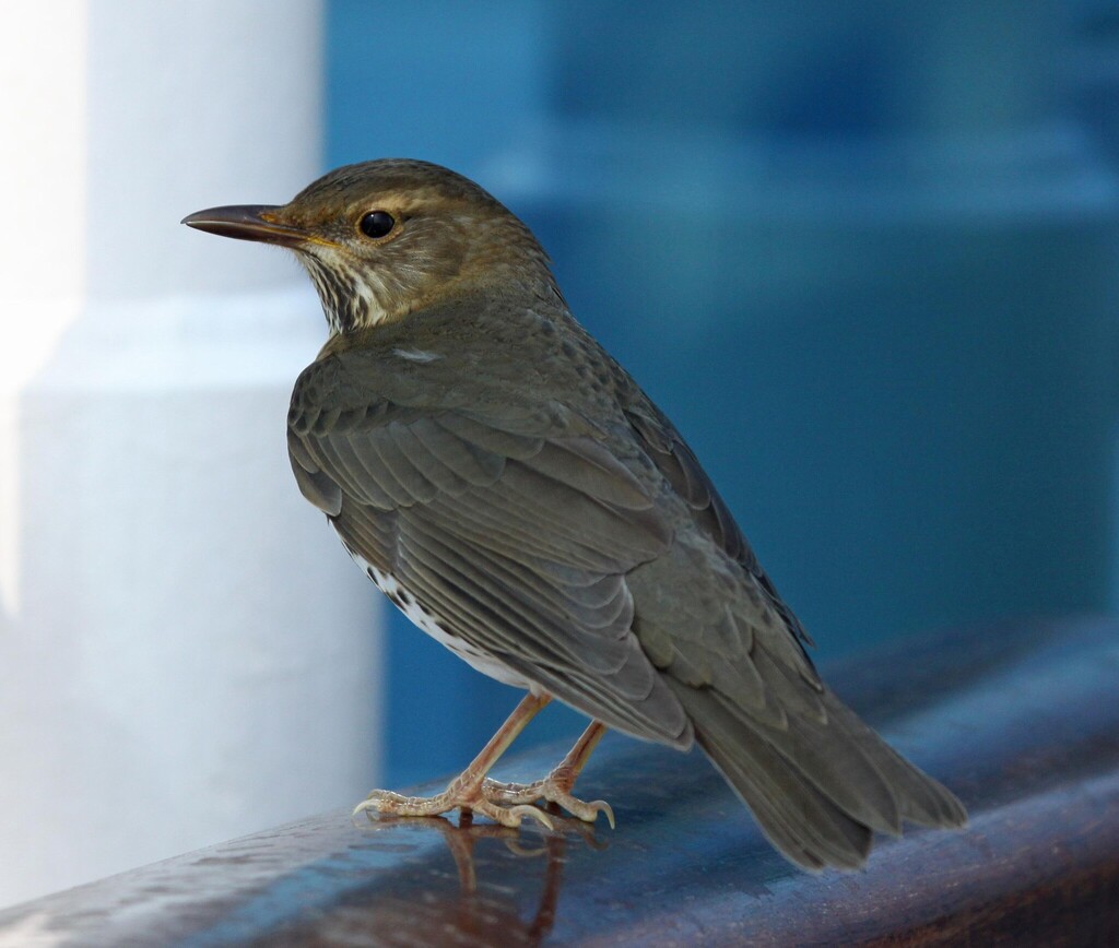 Japanese Thrush from Daishan County, Zhoushan, Zhejiang, China on ...