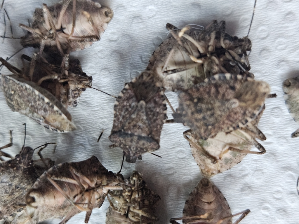 Brown Marmorated Stink Bug from Monroe & Boones Ferry Rd, Lake Oswego ...