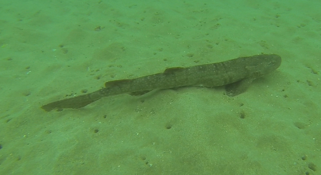 Natal Shyshark in February 2026 by Harry_Cooper. Dead · iNaturalist
